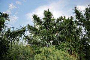 When Was Marijuana Discovered? (A Brief History of Marijuana)