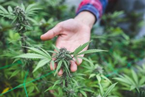 When Was Marijuana Discovered? (A Brief History of Marijuana)